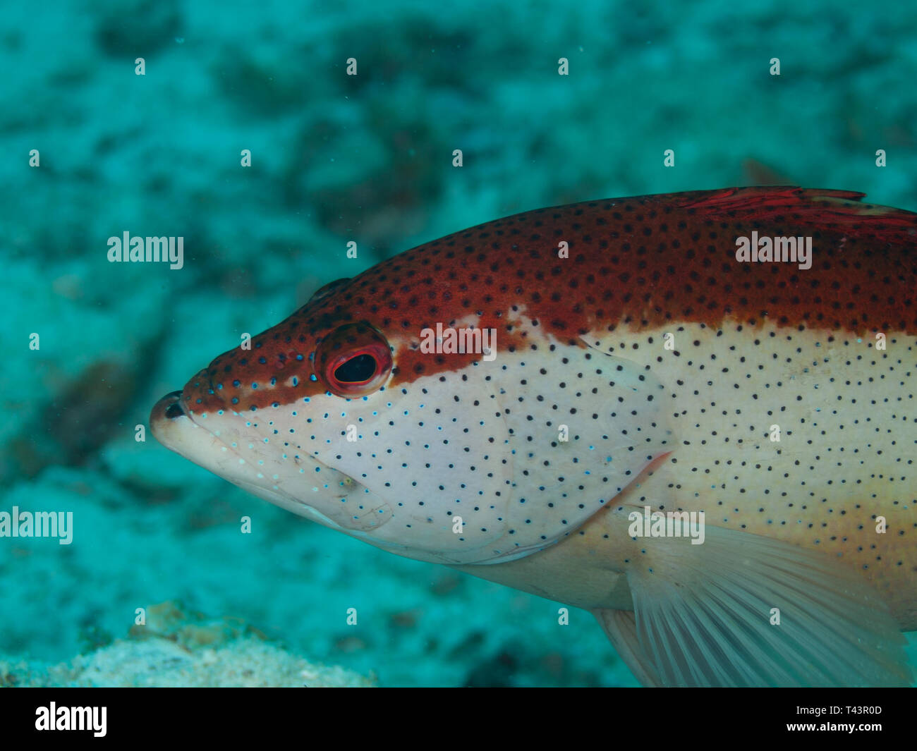 Coney Grouper, Cephalopholis fulva., EPINEPHELUS FULVUS, Los Roques ...