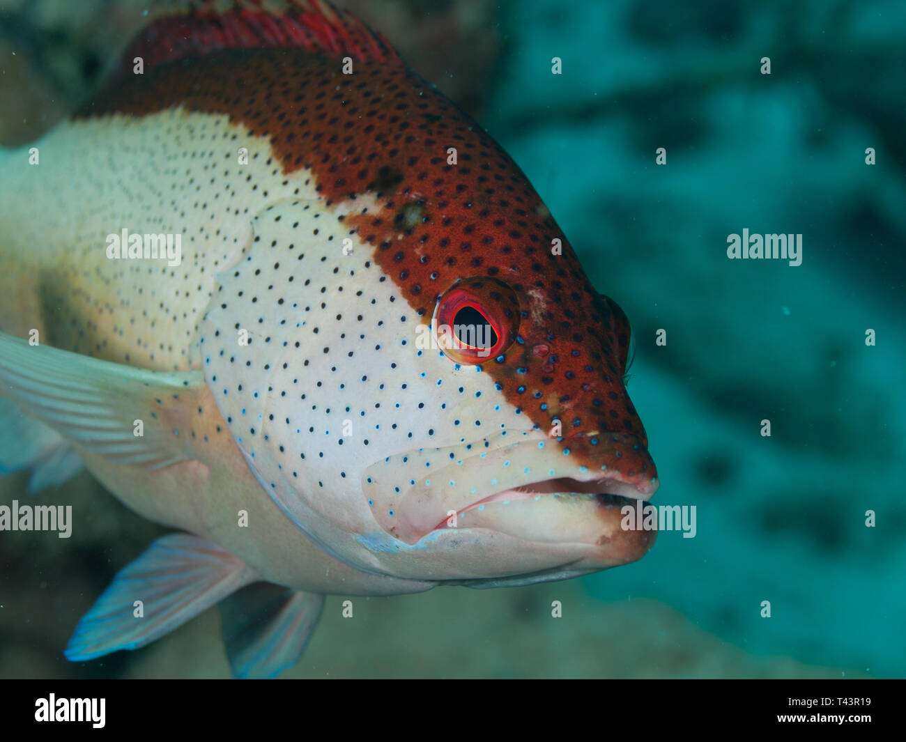 Coney Grouper, Cephalopholis fulva., EPINEPHELUS FULVUS, Los Roques ...