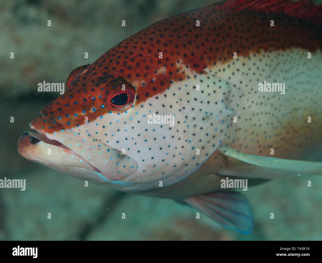 Mero fish hi-res stock photography and images - Alamy