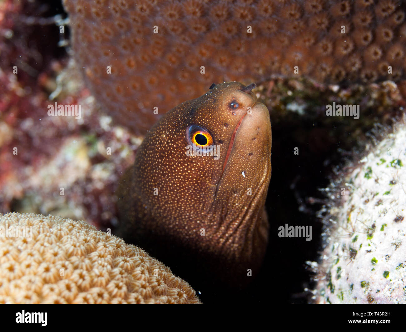 Golden eel hi-res stock photography and images - Alamy