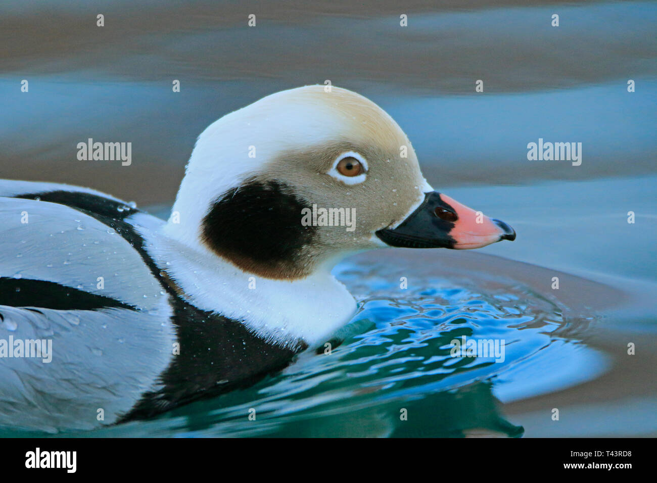 Male Long-tailed Duck in winter plumage at Batsfjord Harbour Norway ...