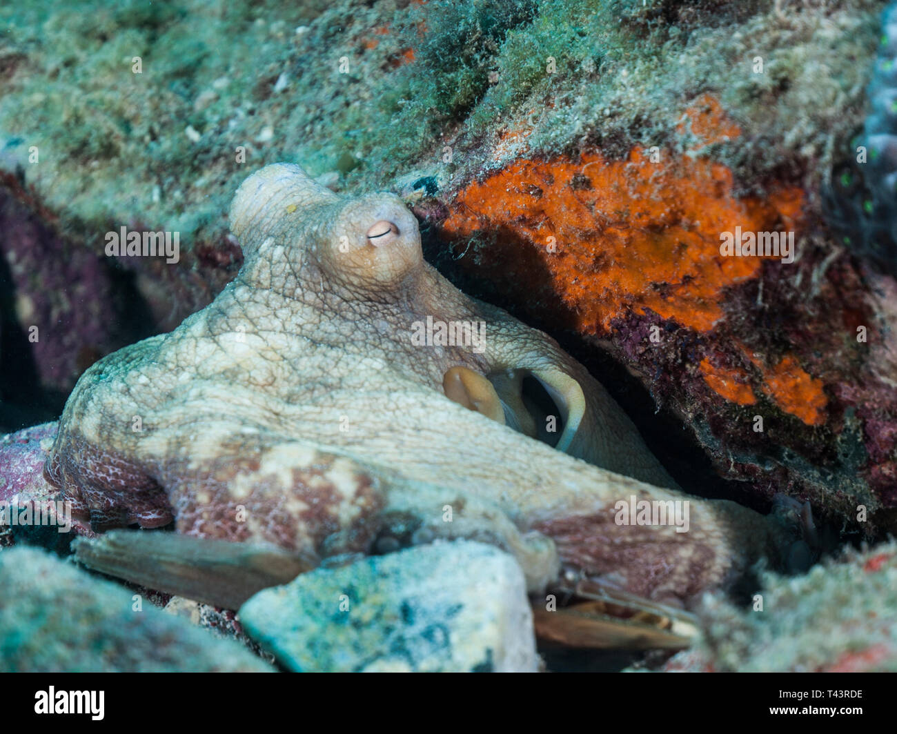 Common octopus octopus vulgaris hunting on coral reef Stock Photo - Alamy