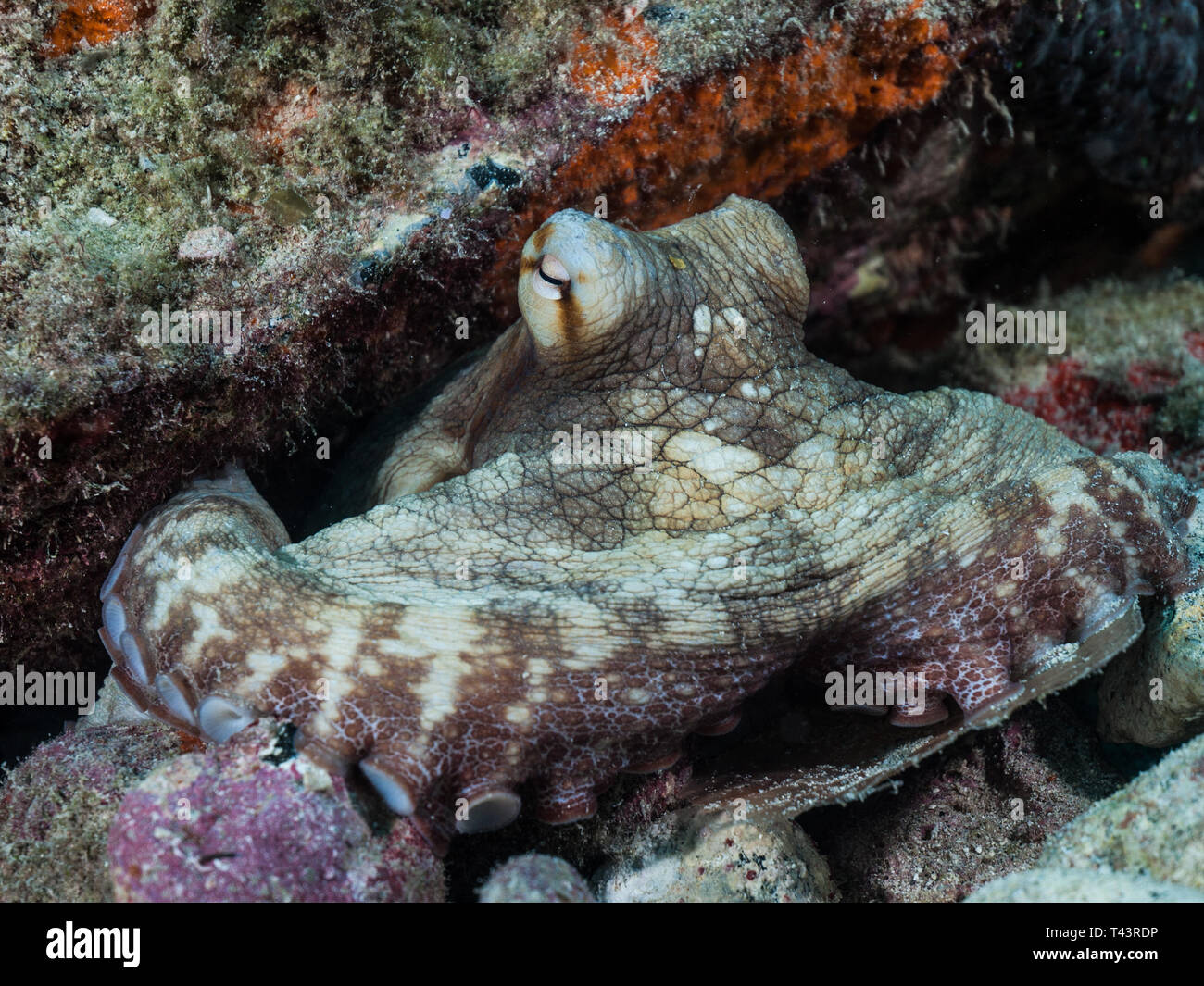 Caribbean reef octopus hi-res stock photography and images - Alamy
