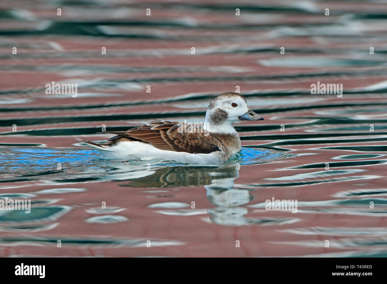 Female long tailed duck hi-res stock photography and images - Alamy