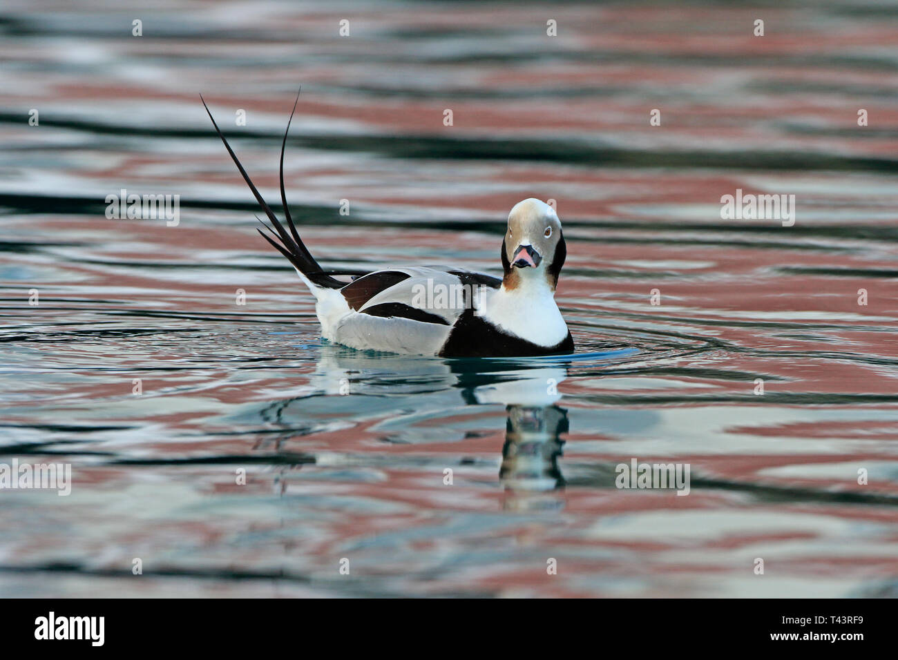 Male Long-tailed Duck in winter plumage at Batsfjord Harbour Norway ...