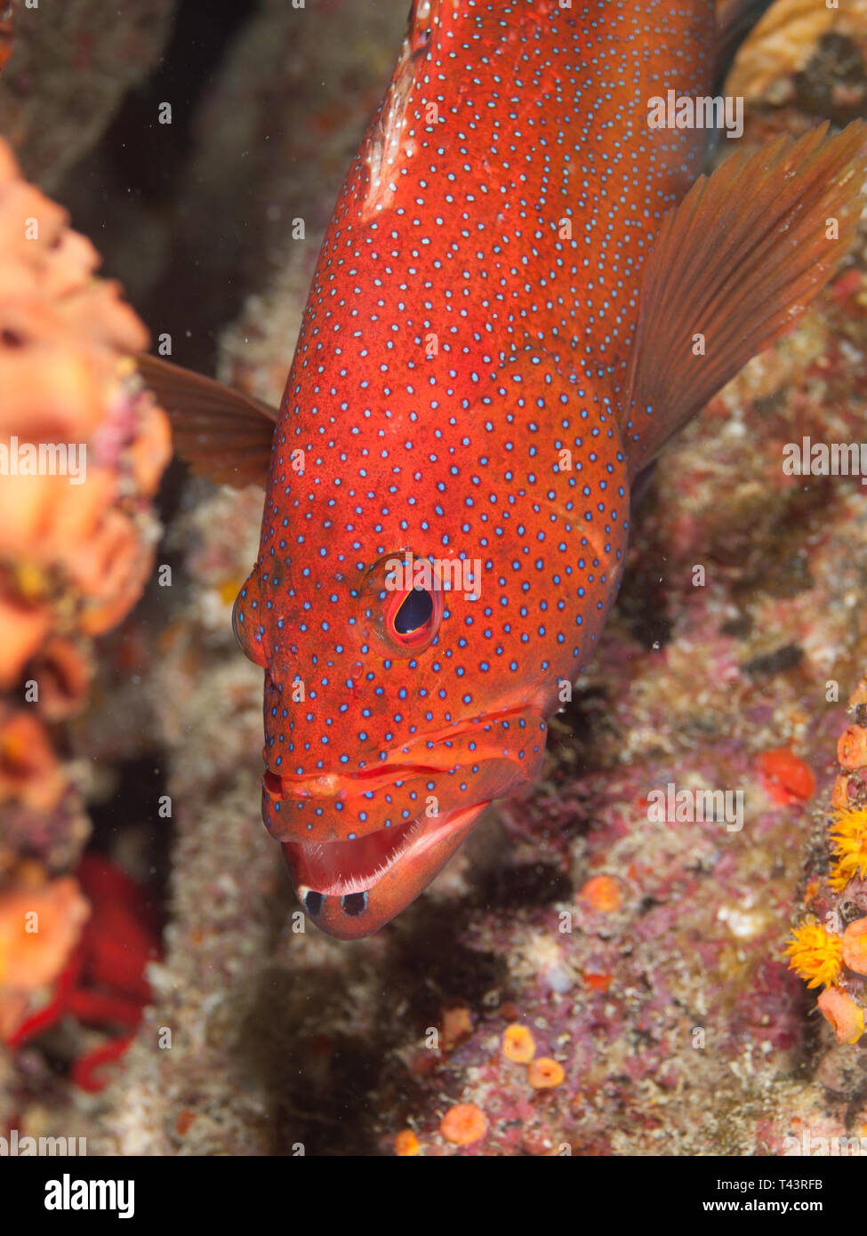 Serranidae hi-res stock photography and images - Alamy