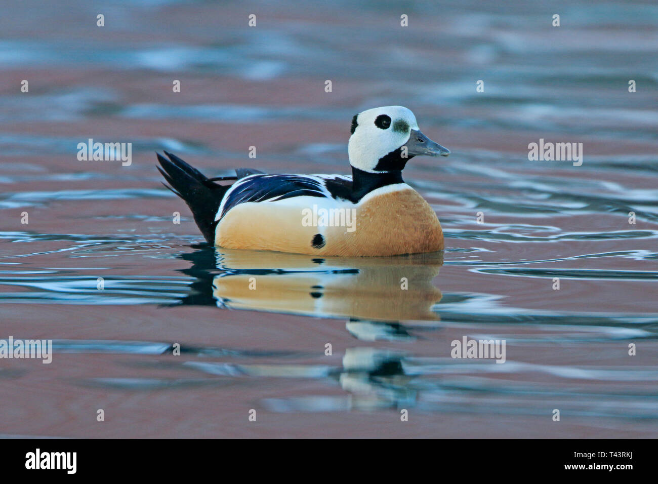 Male Steller's Eider in Batsfjord Harbour Norway in the winter Stock ...
