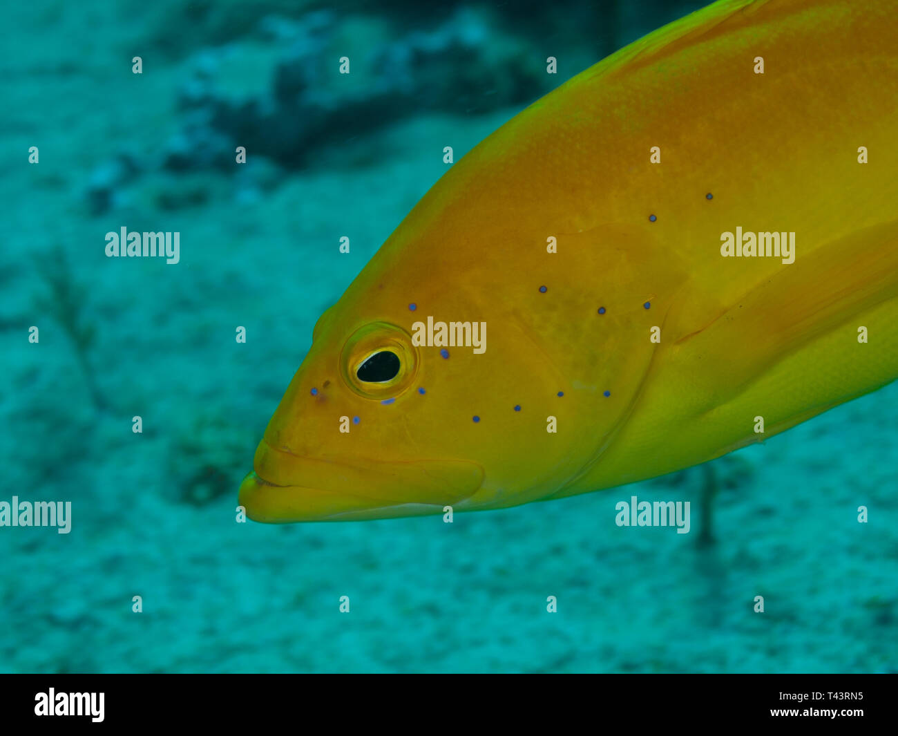 Tropical fish caribbean hi-res stock photography and images - Alamy