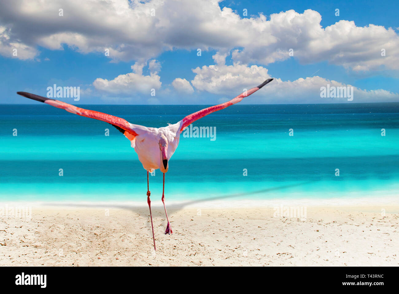 Bahamas flamingo hi-res stock photography and images - Alamy