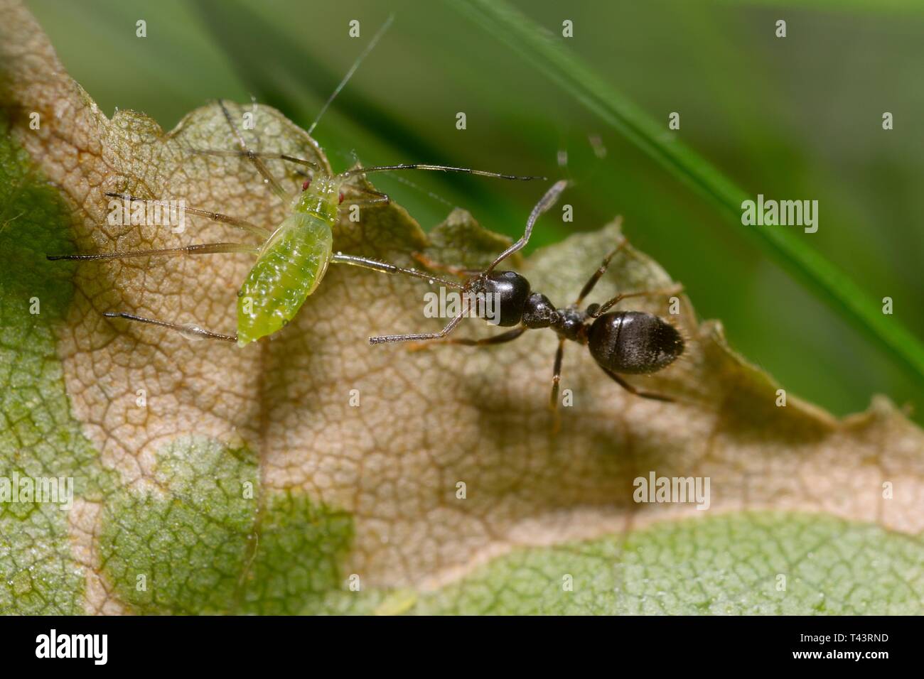 Ant pulling an aphid by the leg on a leaf, forest Stock Photo - Alamy