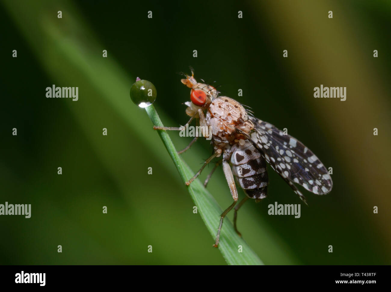 Tiny red-eyed fruit fly sitting on a plant stem in front of a dew drop ...