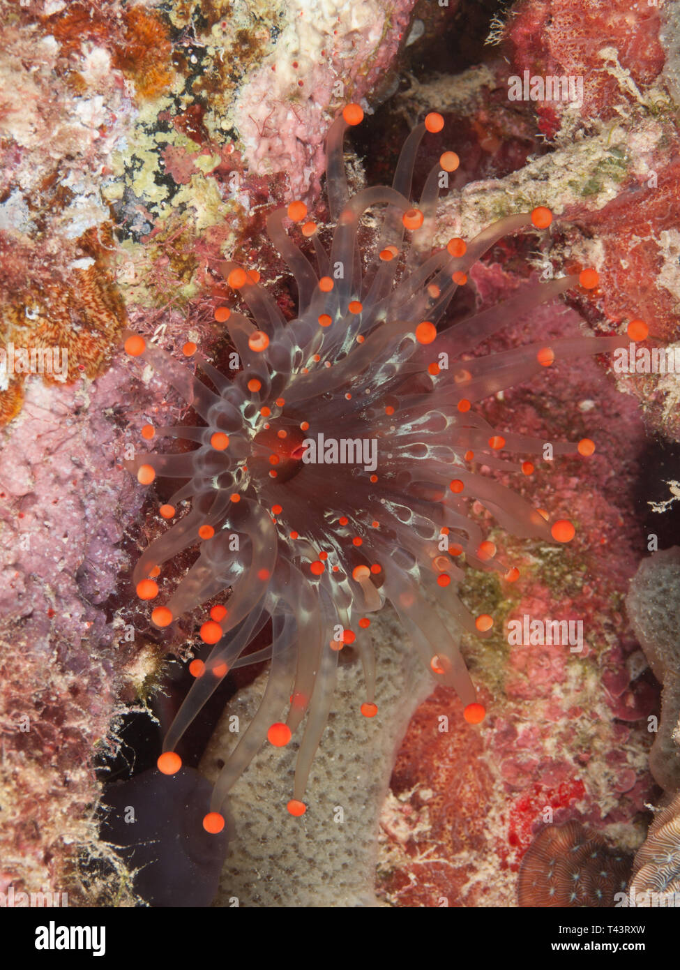 Corallimorph coral hi-res stock photography and images - Alamy