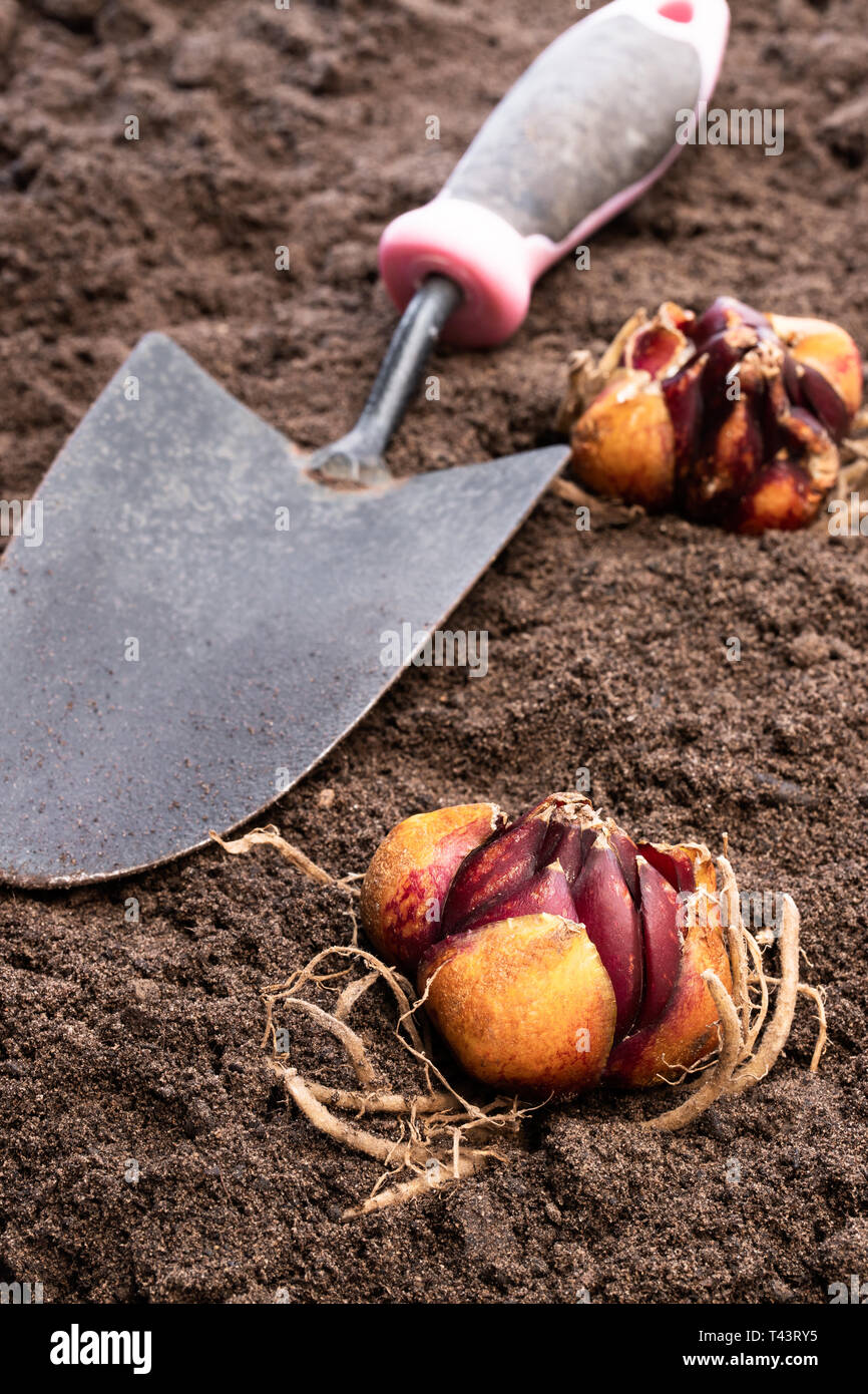 Lily bulbs on soil. Ready to plant Stock Photo - Alamy