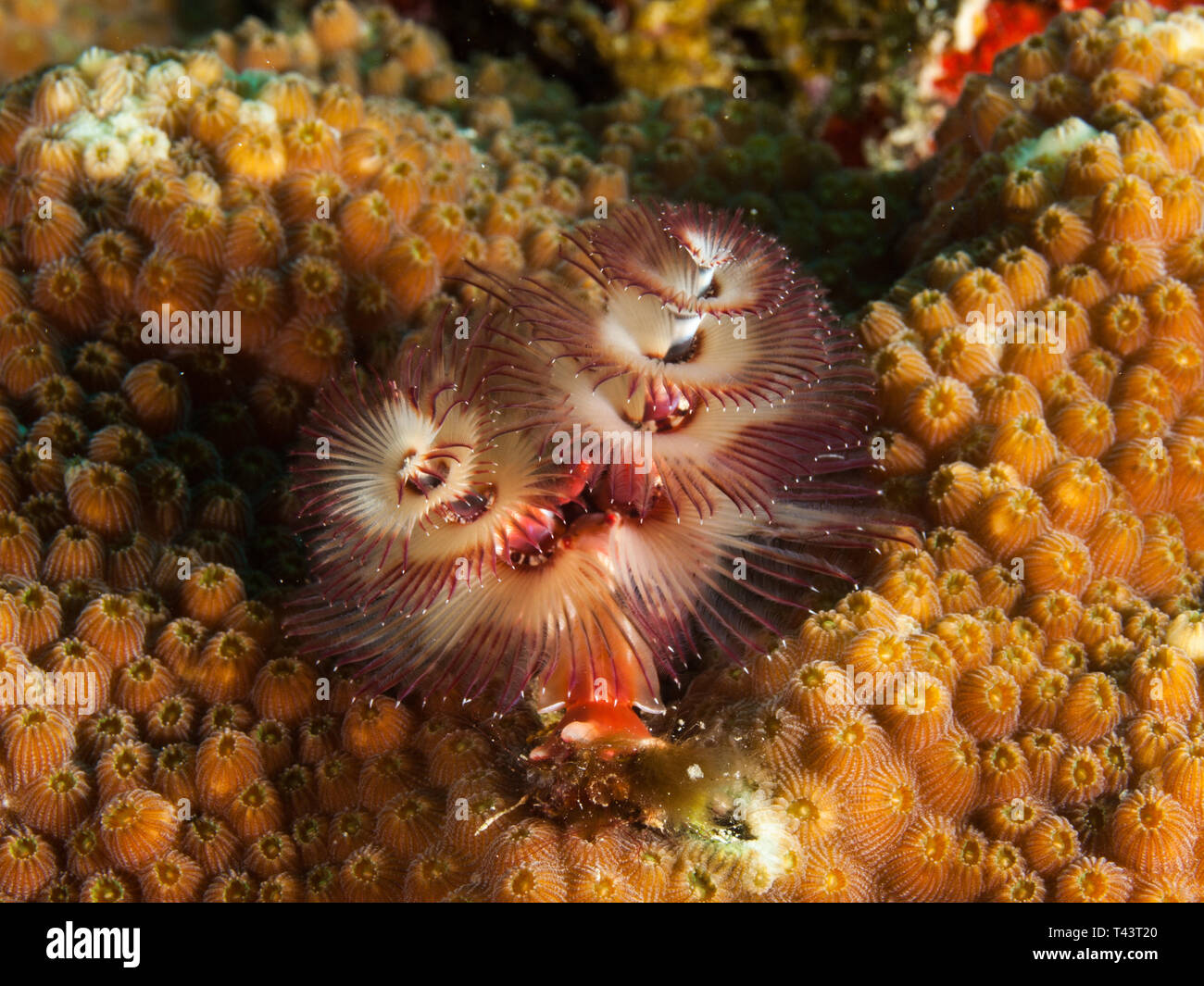 Colorful Christmas Tree Worm, Spirobranchus giganteus, Caribbean Sea ...