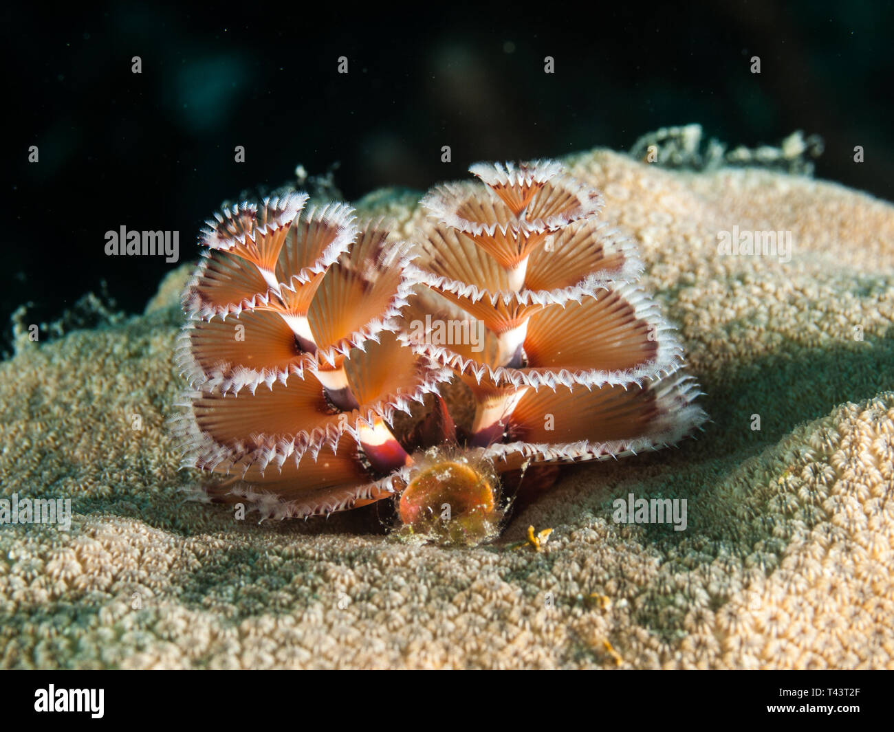 Colorful Christmas Tree Worm, Spirobranchus giganteus, Caribbean Sea ...