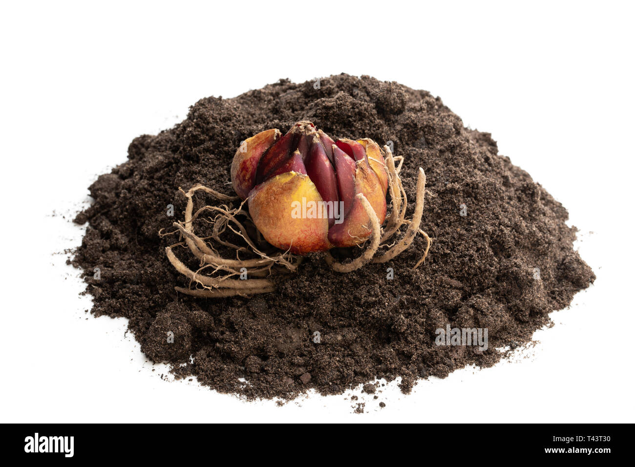 Lily bulb on soil isolated on white. Ready to plant Stock Photo - Alamy