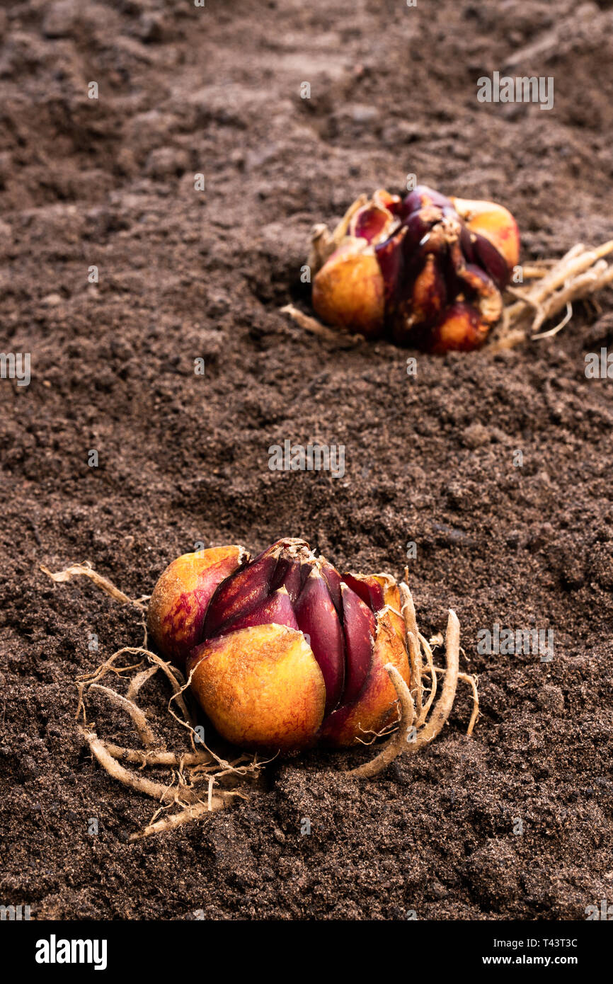 Lily bulbs hi-res stock photography and images - Alamy