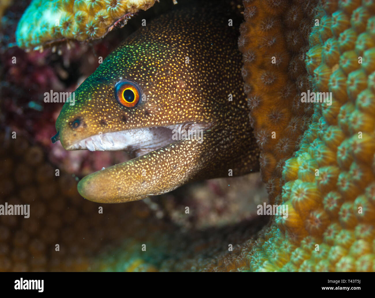 Morey hi-res stock photography and images - Alamy