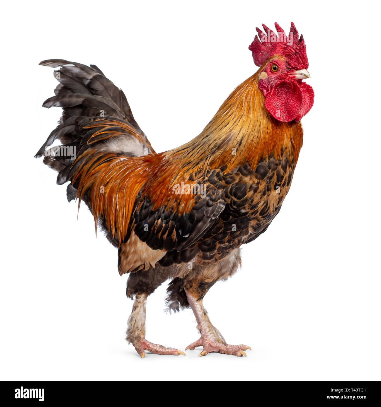 Studio shot of beautiful and well looked after male chicken / cock ...