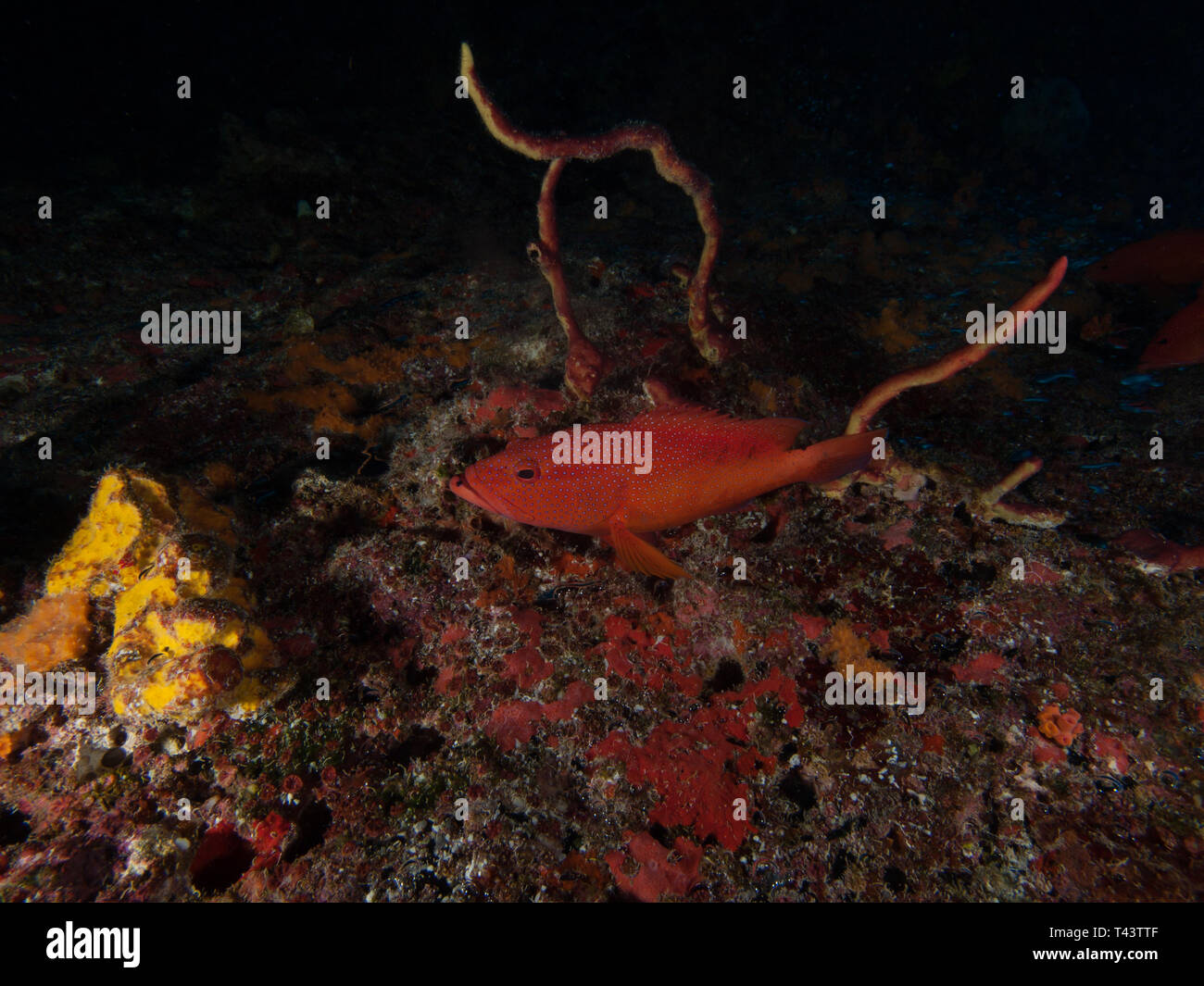 Red sea coral grouper hi-res stock photography and images - Alamy