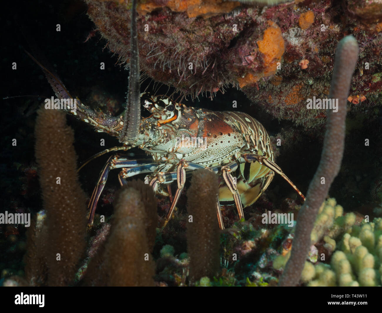 Argus image hi-res stock photography and images - Alamy