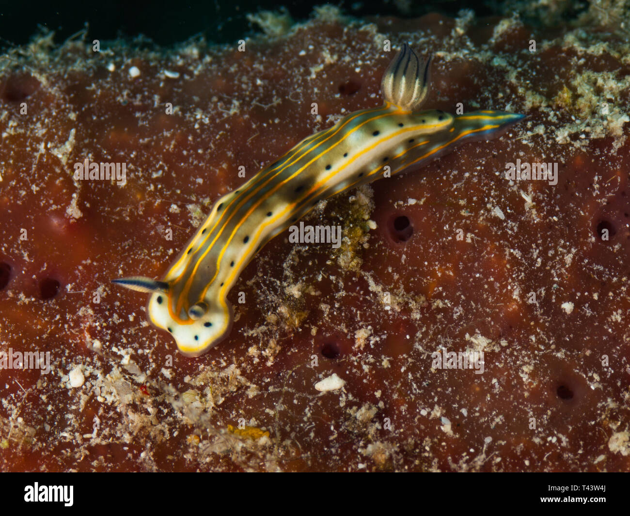 Nudibranchia hi-res stock photography and images - Alamy