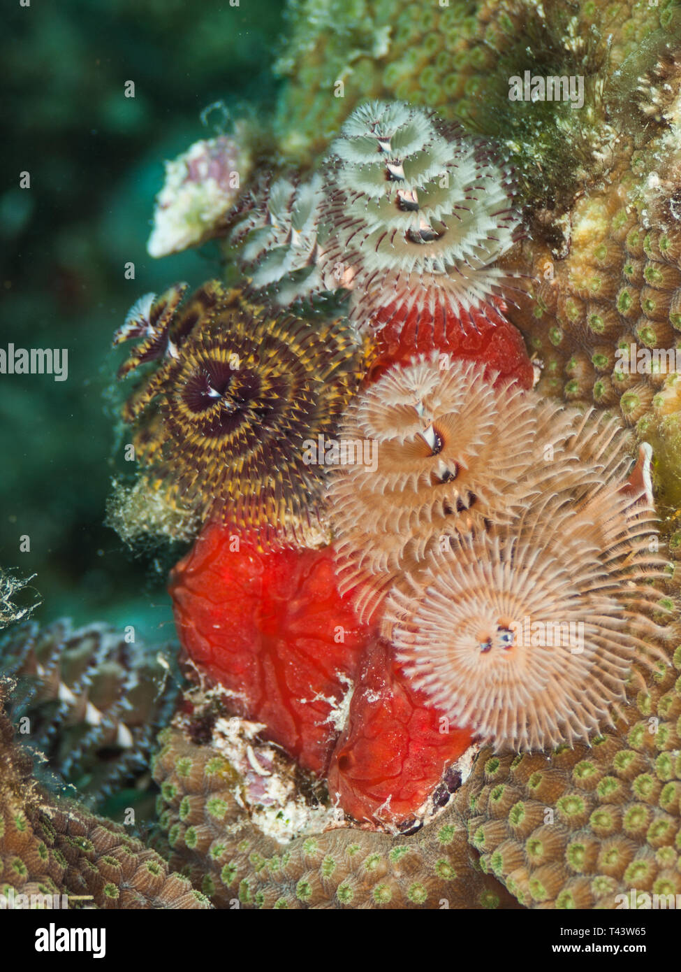 Spirobranchus giganteus hi-res stock photography and images - Alamy