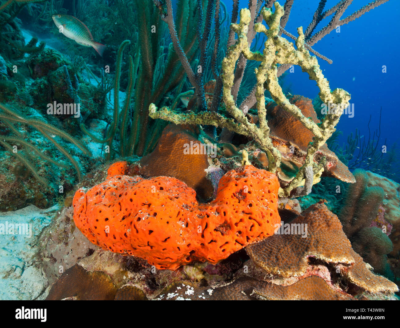 Agelas clathrodes in coral y sponge iotrochota birotulata -Metazoa -Los ...