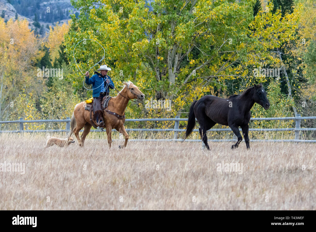 American cowboy with lasso Stock Photo - Alamy