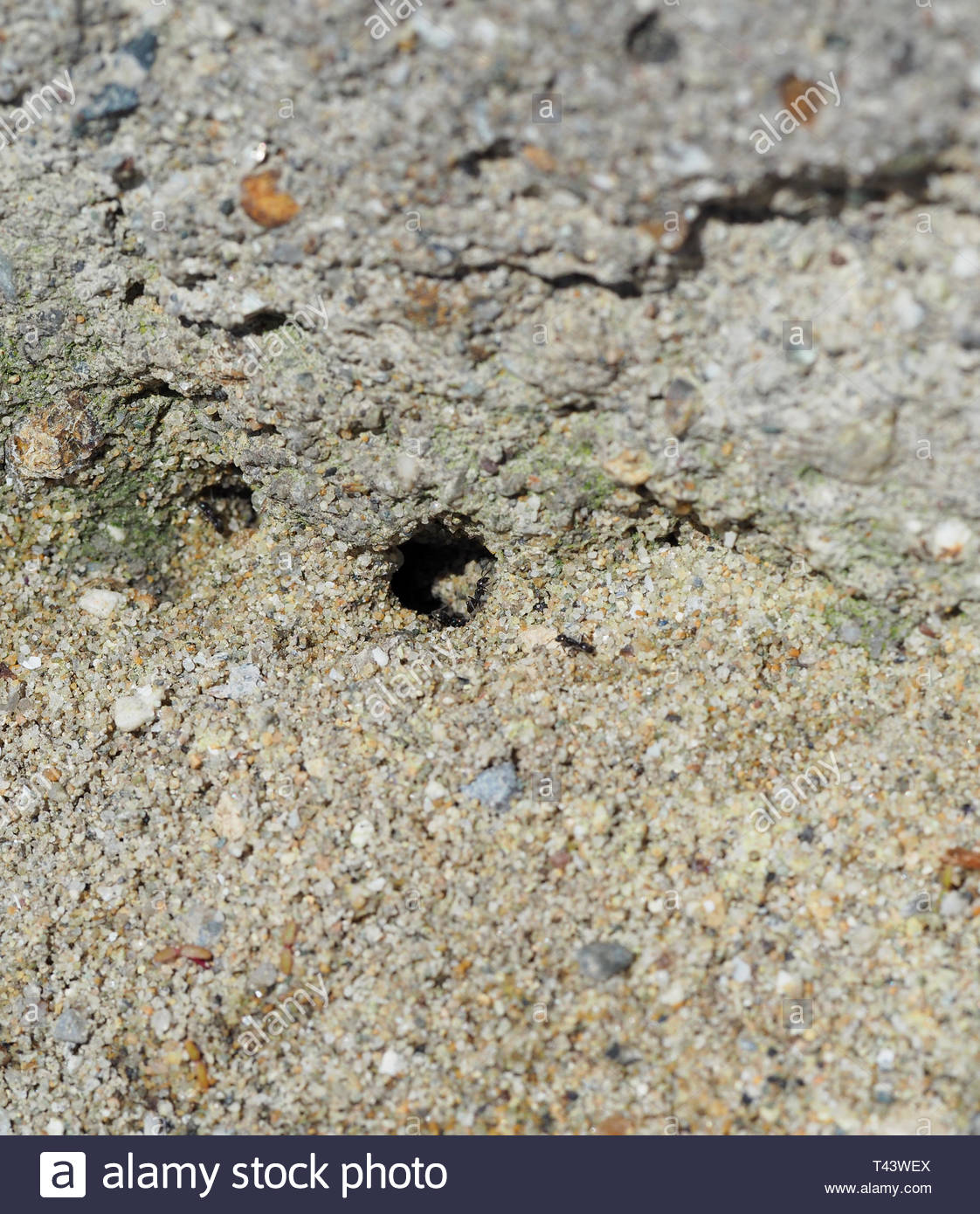 Anthills Stock Photos & Anthills Stock Images - Alamy