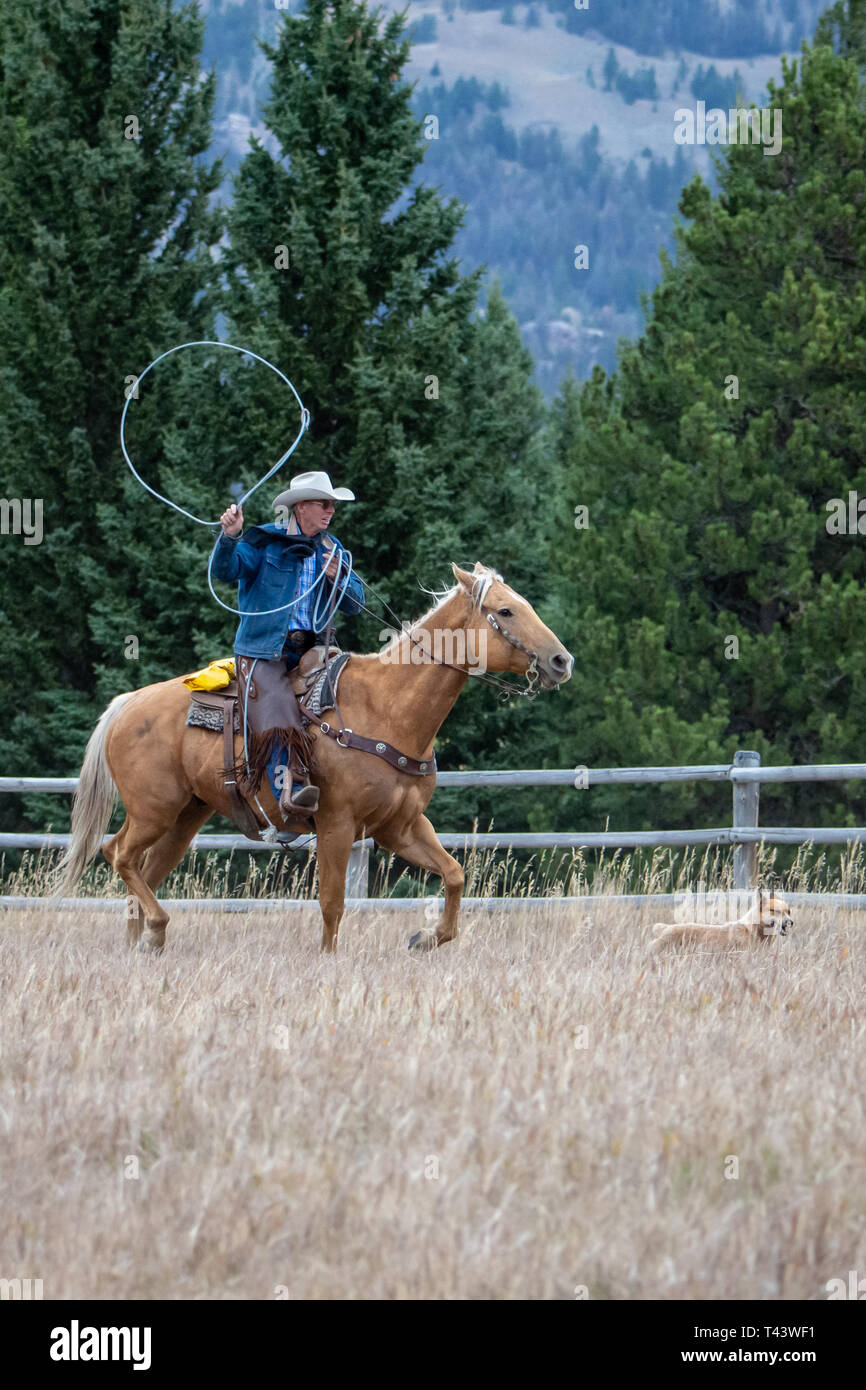 American cowboy with lasso Stock Photo - Alamy