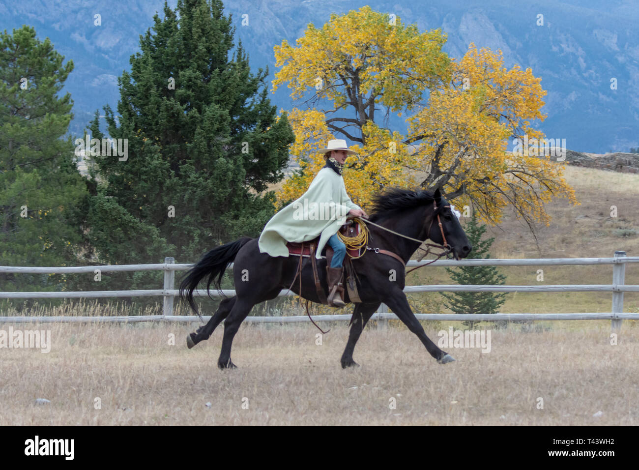American cowboy working the herd in Wyoming Stock Photo - Alamy