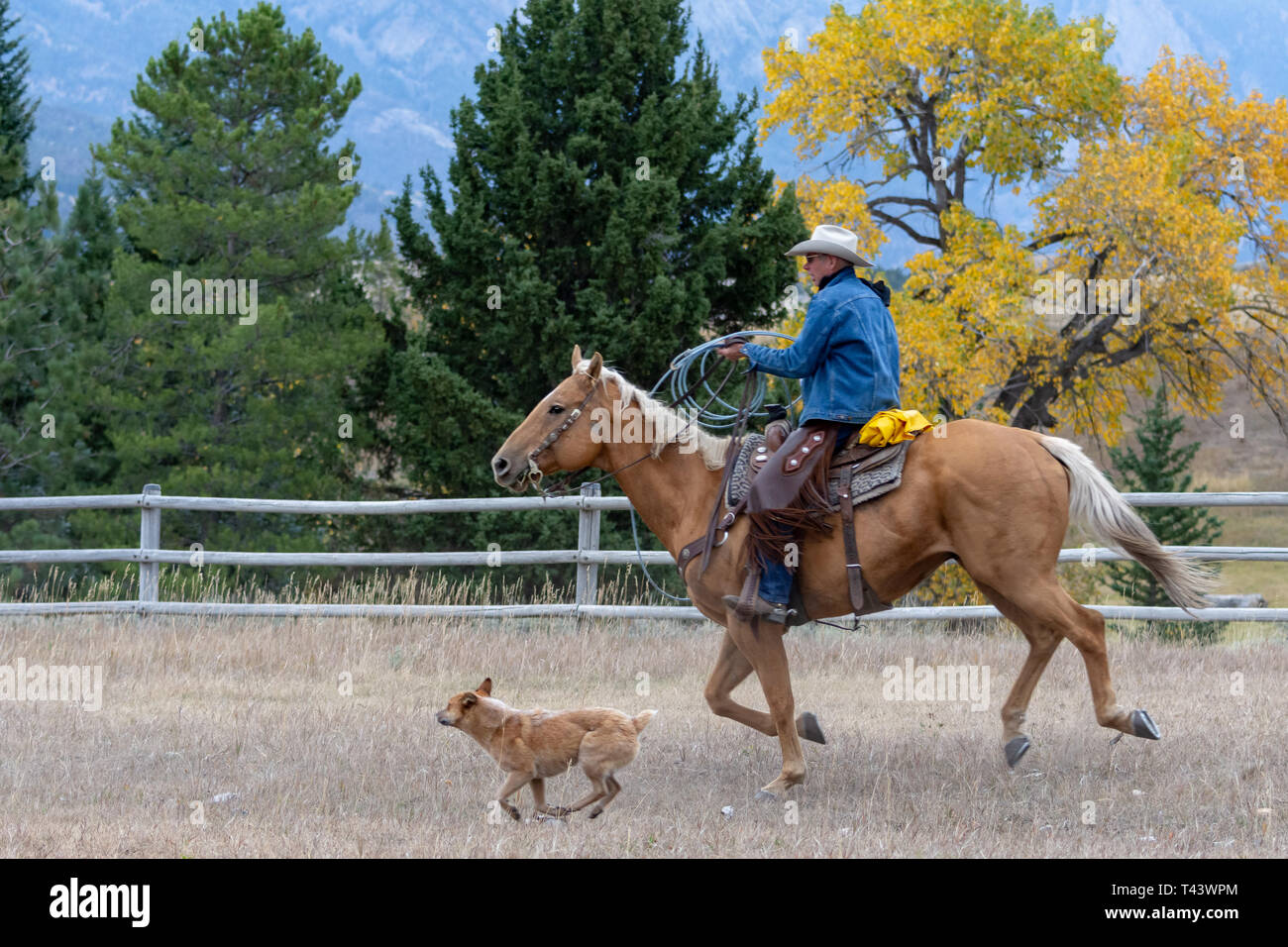 Hard working cowboy hi-res stock photography and images - Alamy