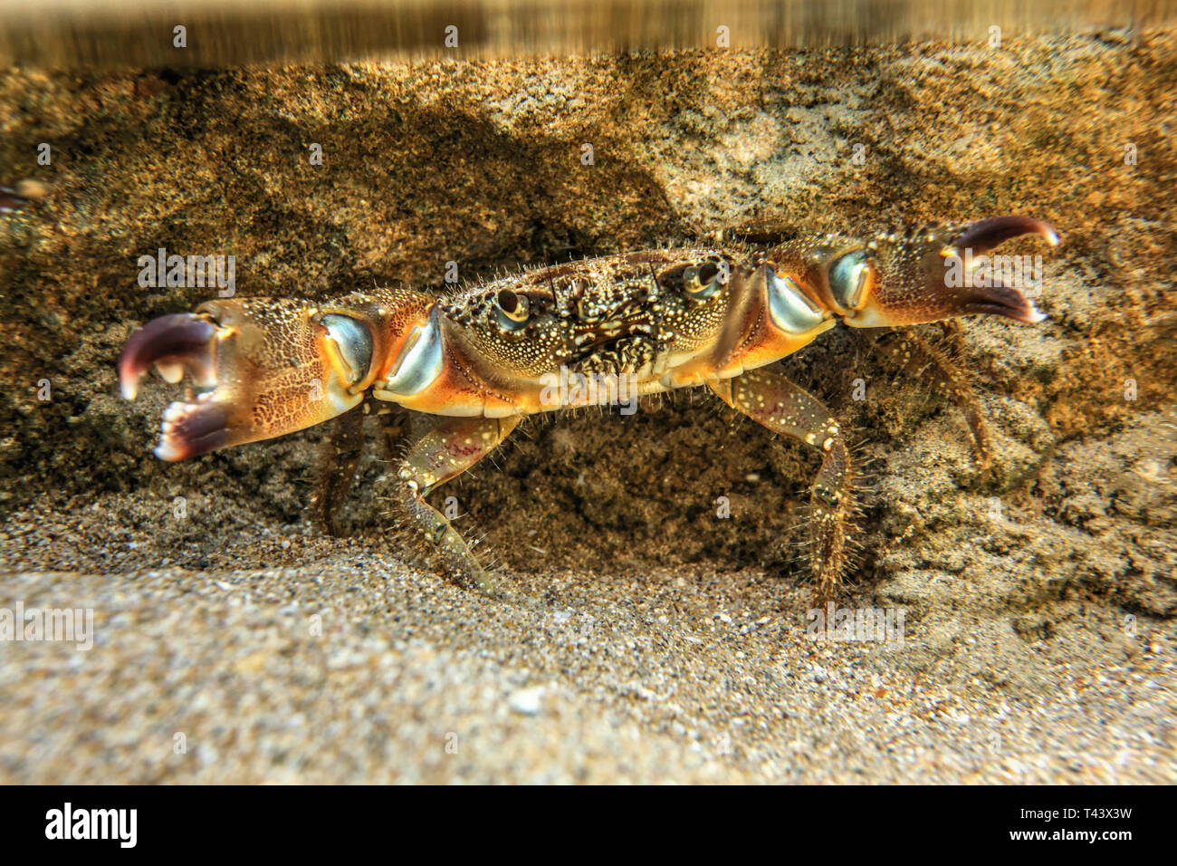 Underwater photo - warty crab (Eriphia verrucosa) standing on sand ...