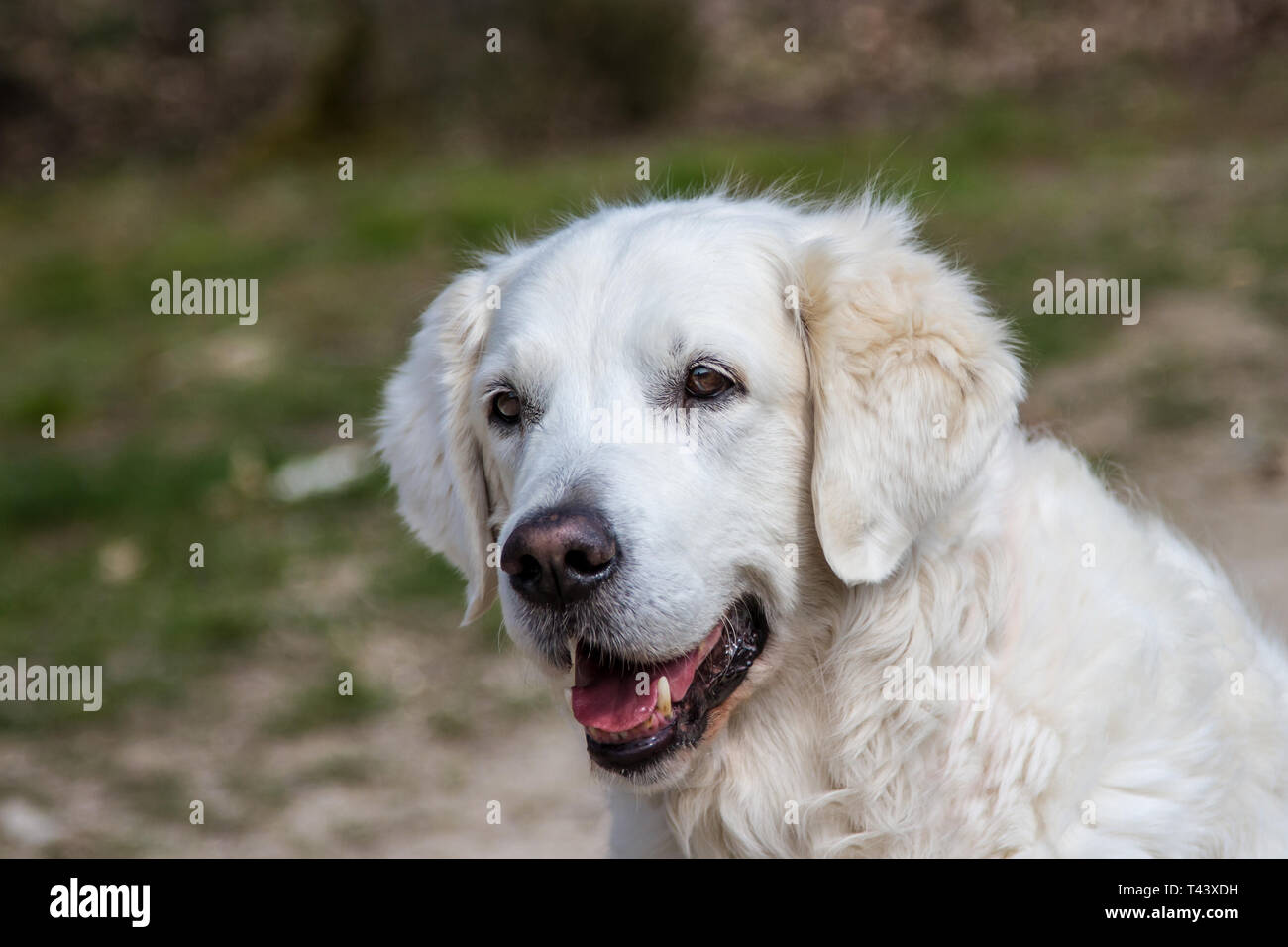 Golden Retriever dog head portrait Stock Photo - Alamy