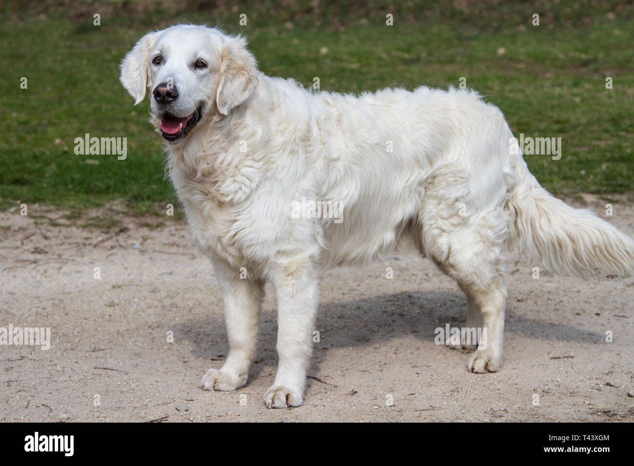 Standing golden retriever hi-res stock photography and images - Alamy