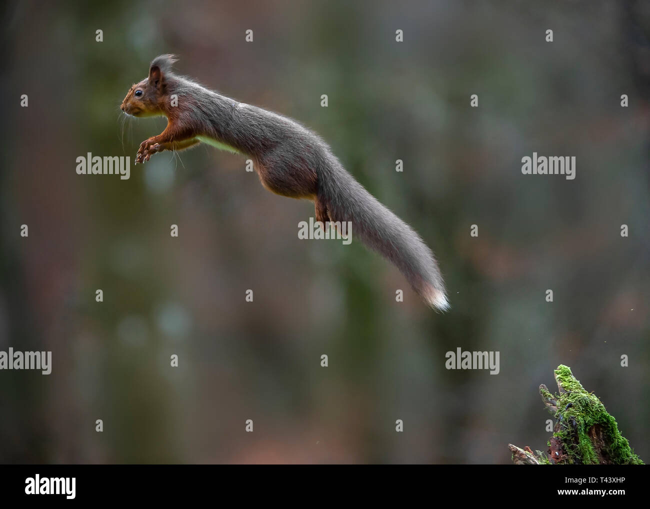 Red squirrel jumping hi-res stock photography and images - Alamy