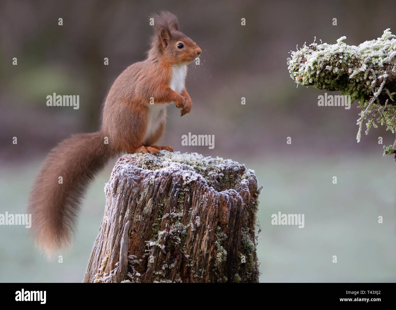 Red squirrel in the frost, Dumfries Scotland Stock Photo - Alamy