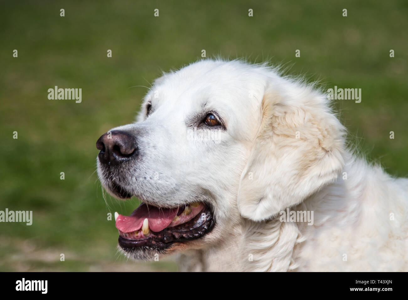 Golden Retriever dog head portrait Stock Photo - Alamy