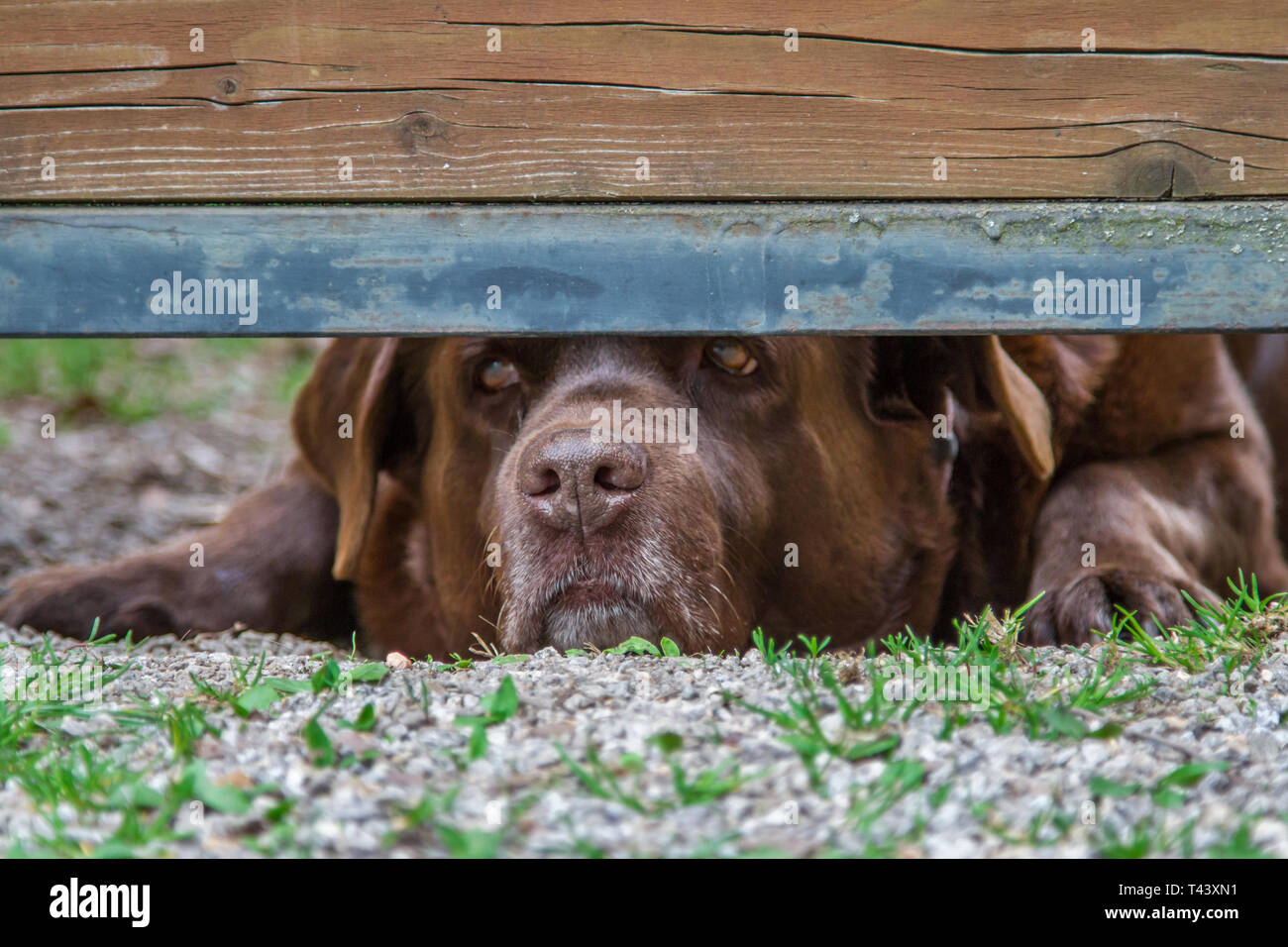 Liver colored retriever hi-res stock photography and images - Alamy
