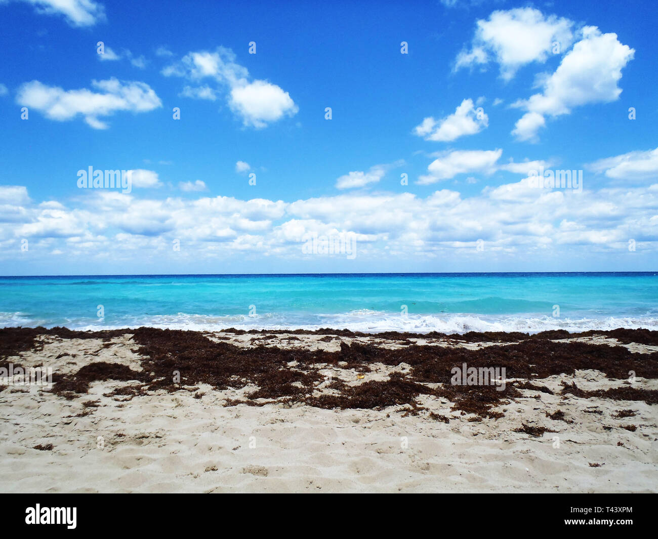 Relaxing on a tropical beach full of algae Stock Photo - Alamy