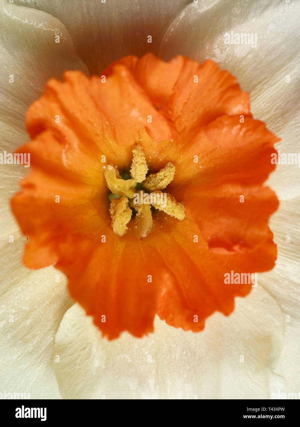 Daffodil spring flower nature portrait with dew background Stock Photo ...