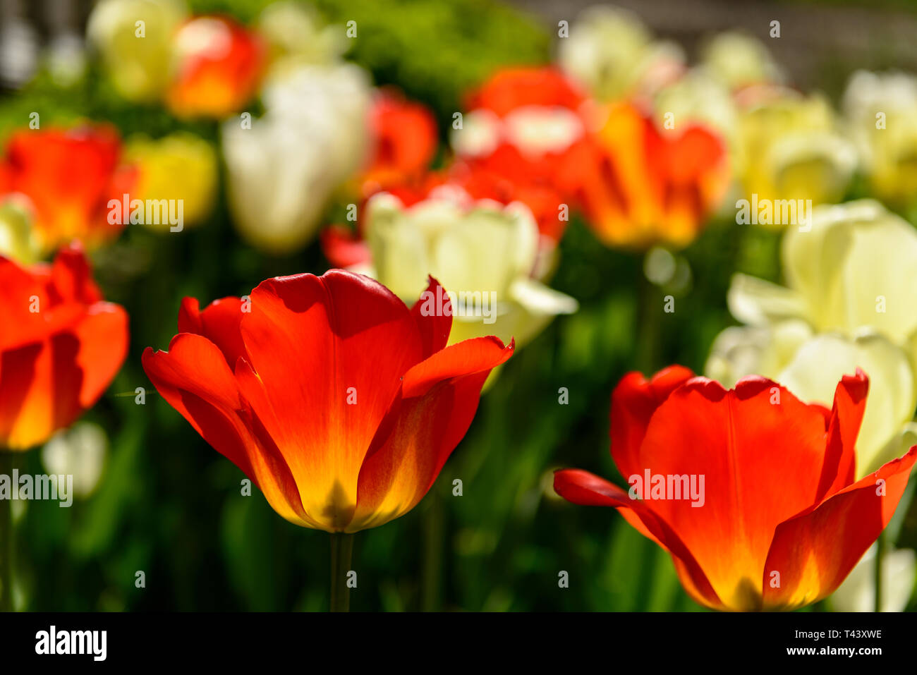 New england spring hi-res stock photography and images - Alamy