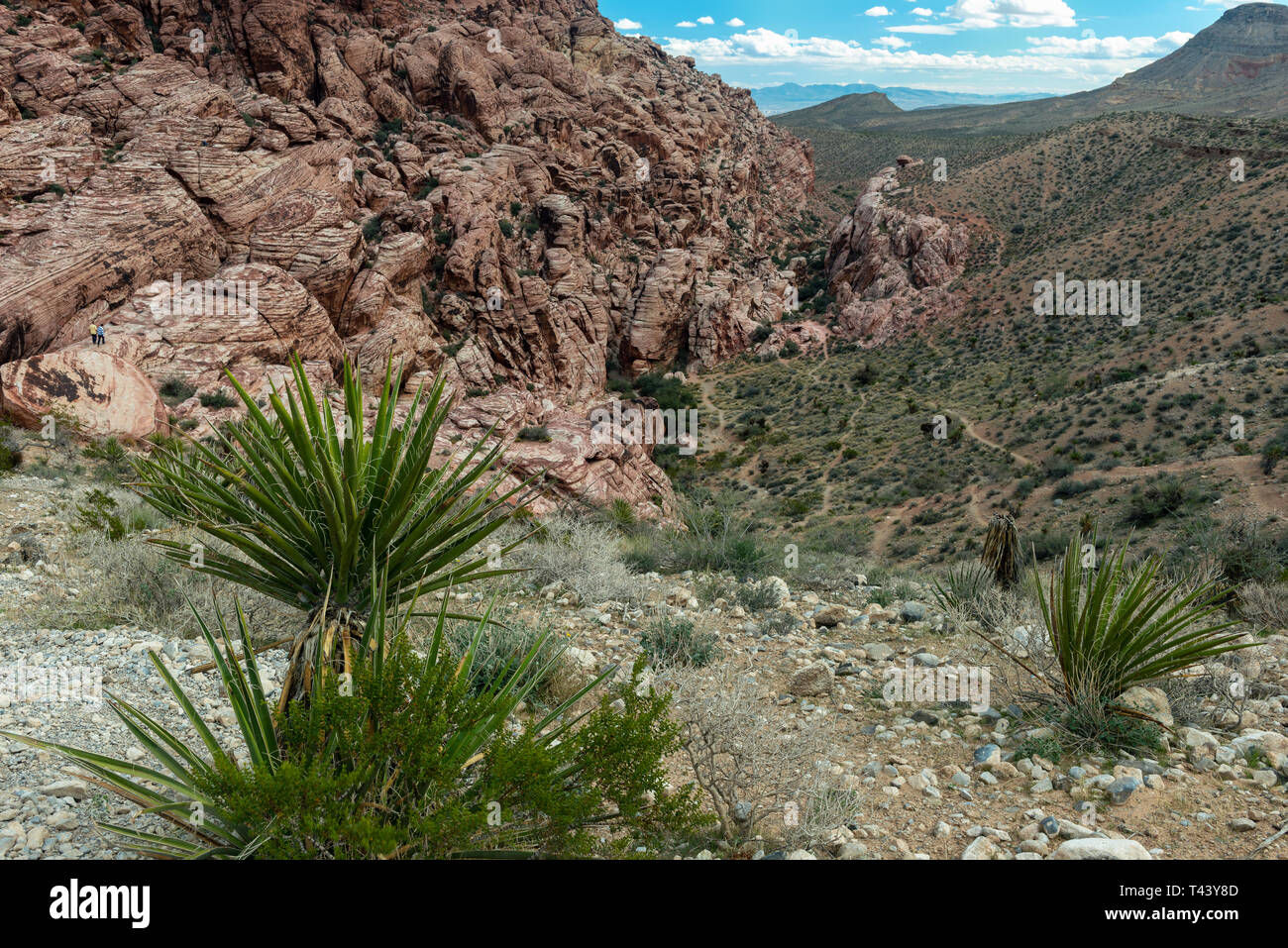 Yucca plants and trails in Red Rock Canyon National Conservation Area ...