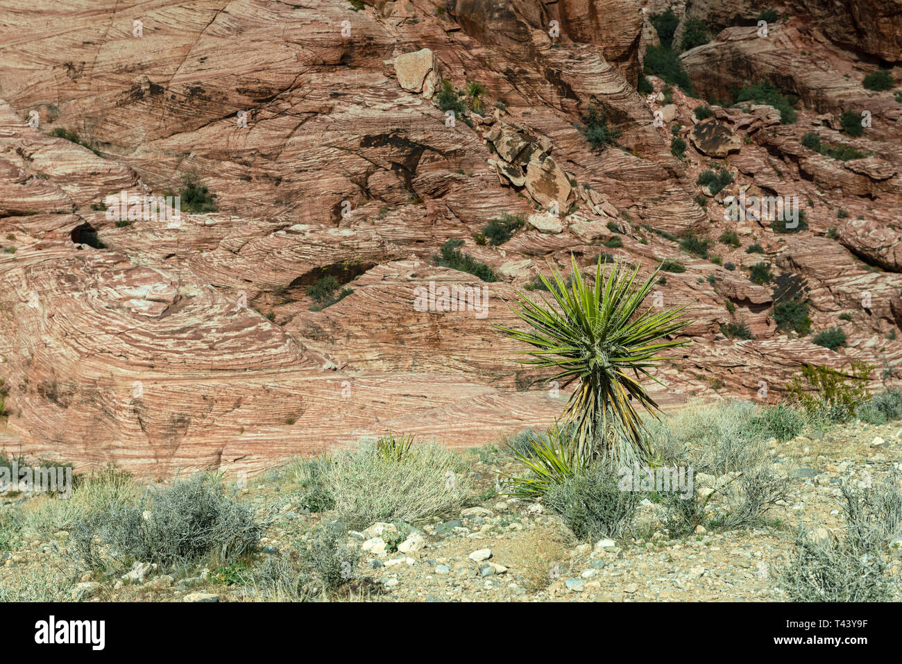 Yucca plant in the Calico Hills of Red Rock Canyon National ...