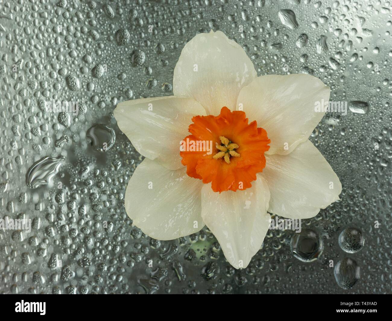 Daffodil spring flower nature portrait with dew background Stock Photo ...