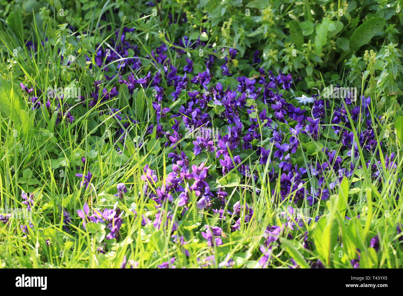 Delightful wild violets, considered by many to be broadleaf weeds ...