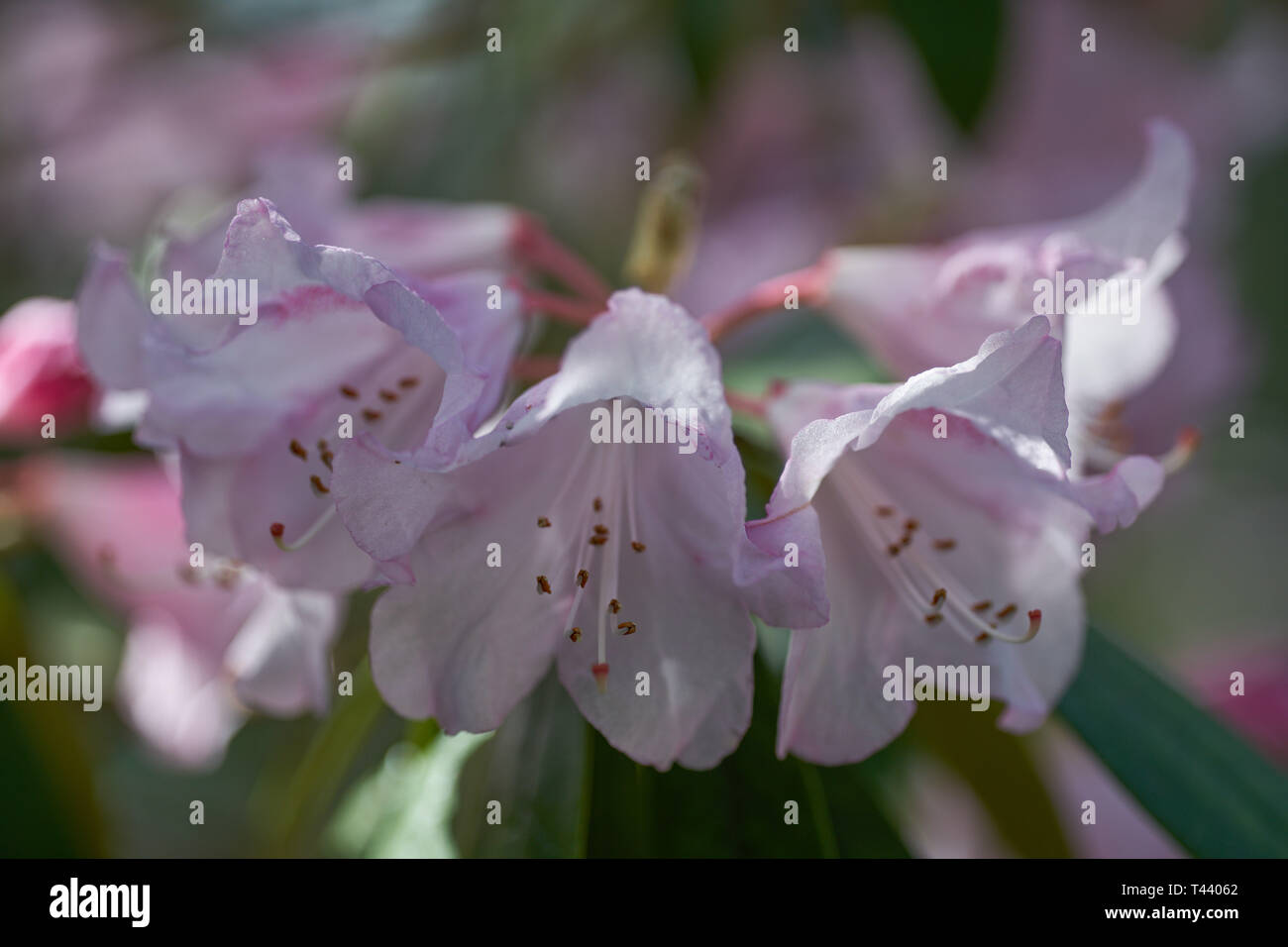 Roxieanum hi-res stock photography and images - Alamy
