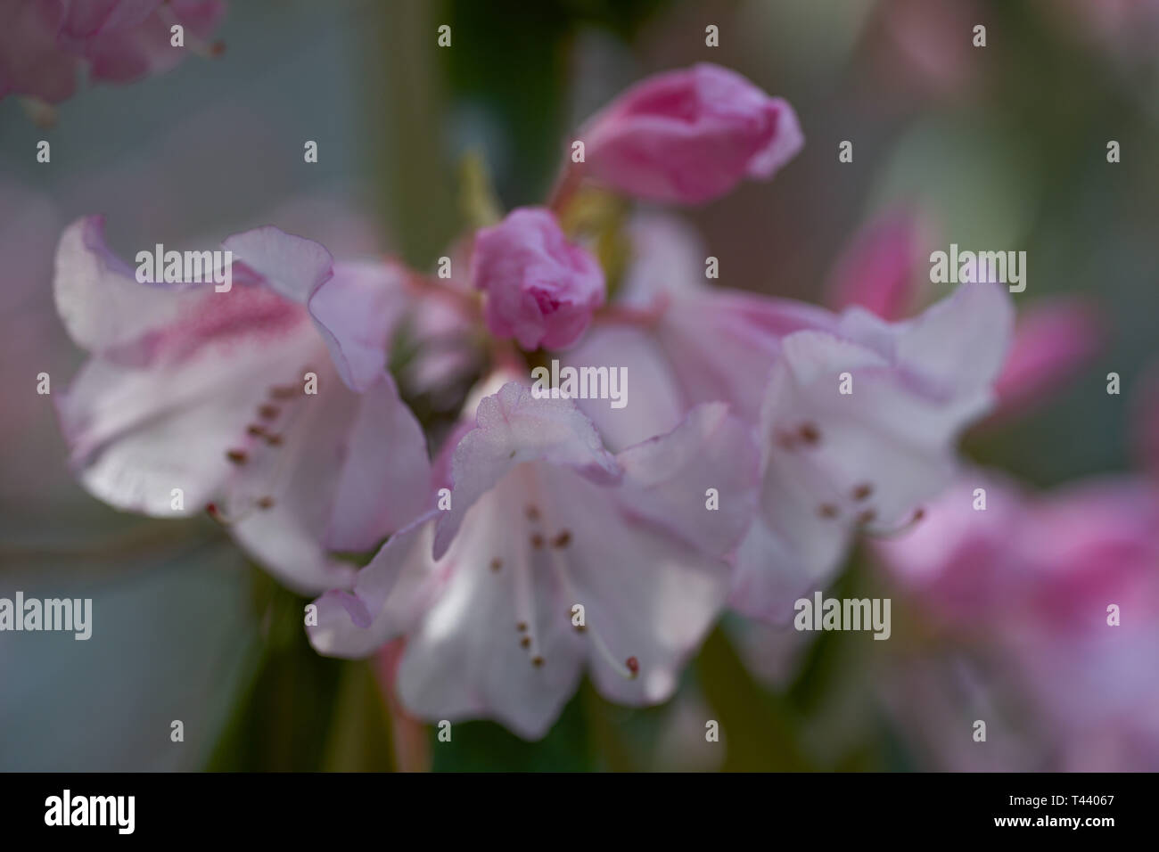 Roxieanum hi-res stock photography and images - Alamy