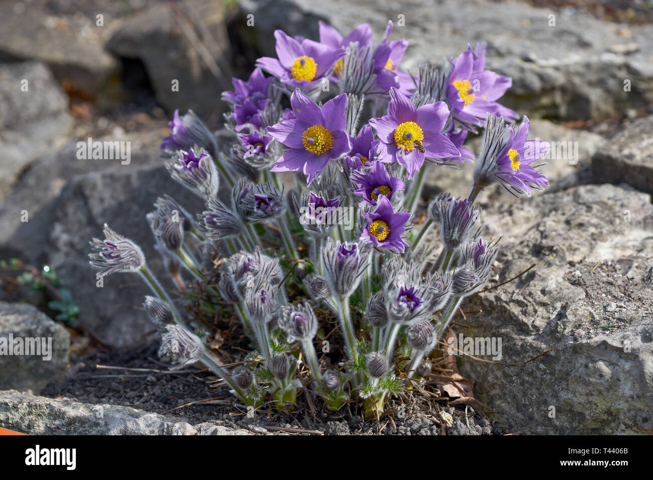 Pasque flowers flourishing Pulsatilla halleri subspecies slavica Stock ...